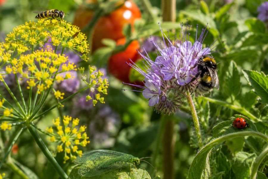 July Gardening Jobs: Week-by-Week Guide - The Natural Gardener