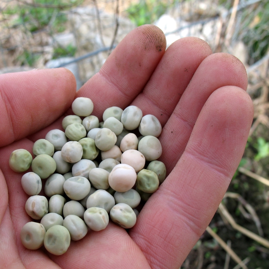 March Seasonal Planting Guide - The Natural Gardener